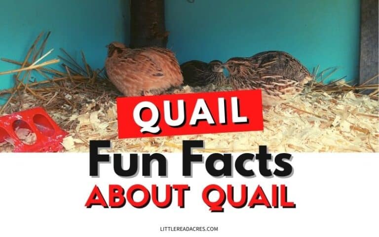Advantages of Raising Quail - Little Red Acres