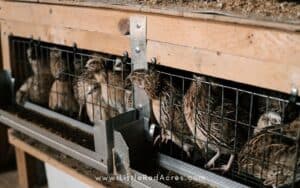 4 Tips for Caring for Injured Quail