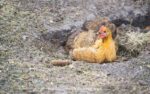 Common Chicken Keeping Mistakes to Avoid
