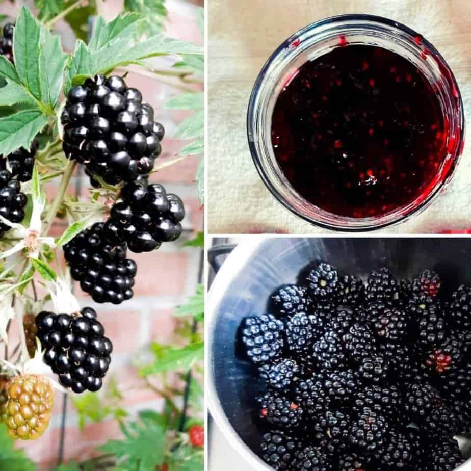 Blackberry Jams and Jellies