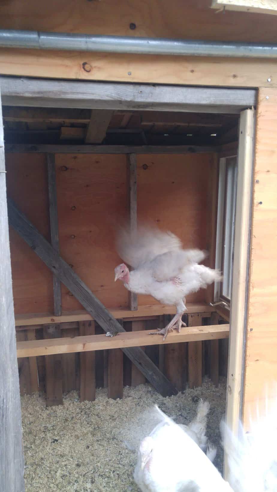 Raising Turkey VS Chickens