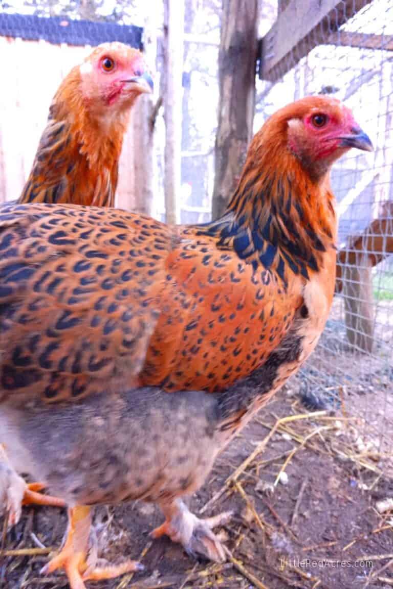Treating A Chicken with A Pale Comb - 5 Things to Look For