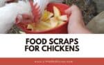 Food Scraps for Chickens