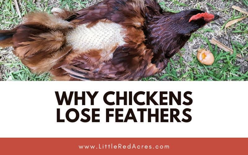 Homemade Treats for Chickens - Little Red Acres