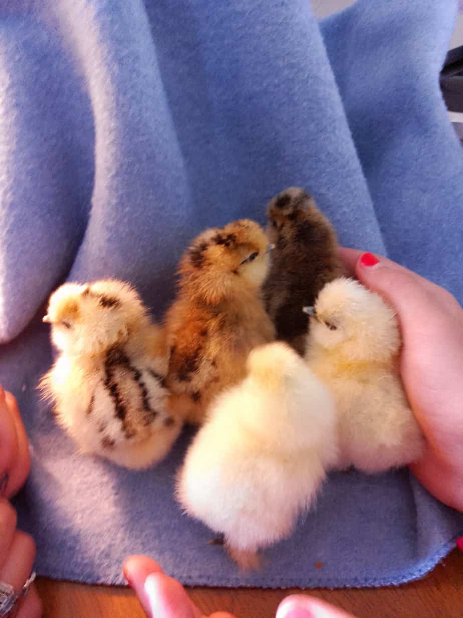 Chicken Starter Kit