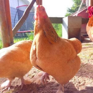 Dealing with A Broody Hen