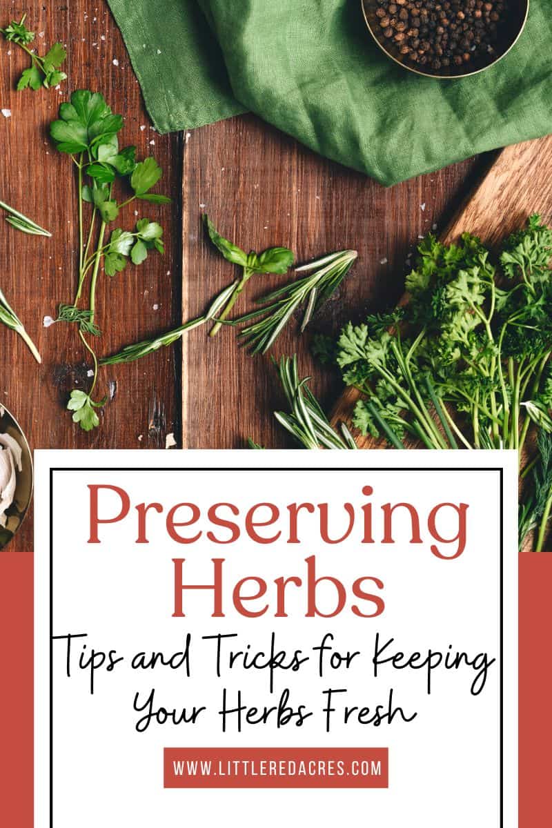 Preserving Herbs: Tips and Tricks for Keeping Your Herbs Fresh