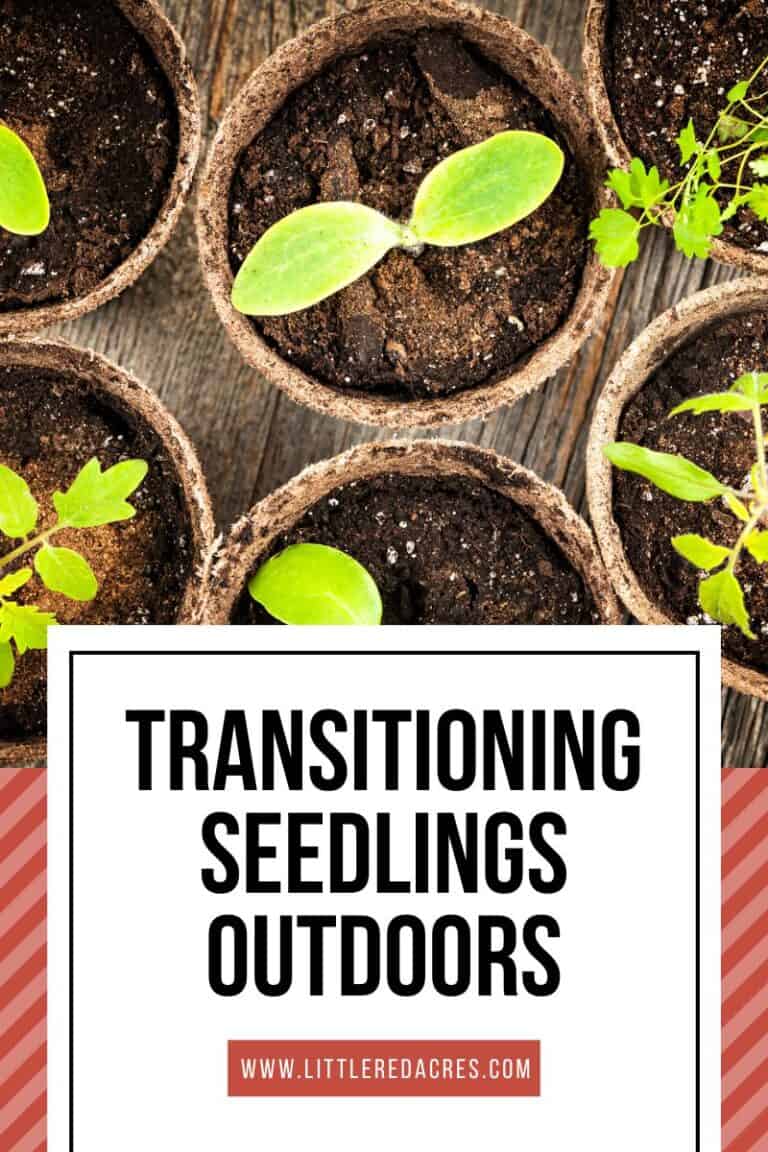 Transitioning Seedlings Outdoors: A Gardener's Guide
