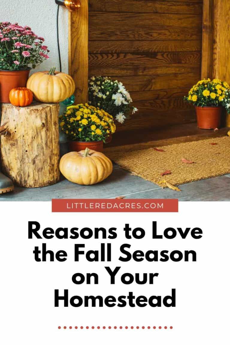 Reasons to Love the Fall Season on Your Homestead