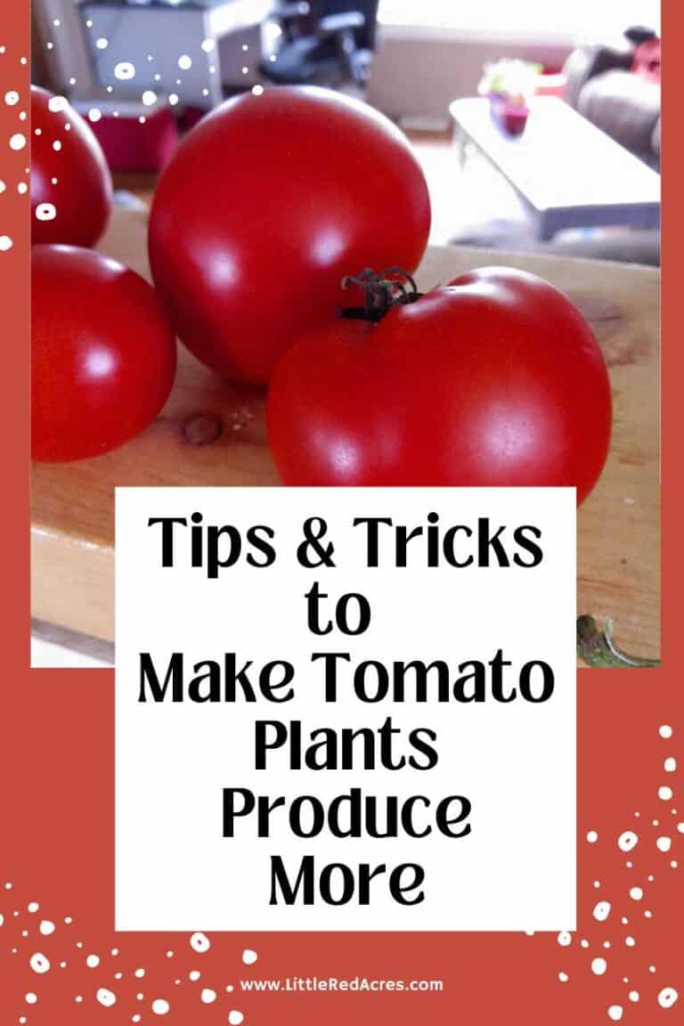 9 Tips and Tricks to Make Tomato Plants Produce More