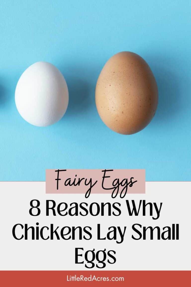 Fairy Eggs: 8 Reasons Why Chickens Lay Small Eggs