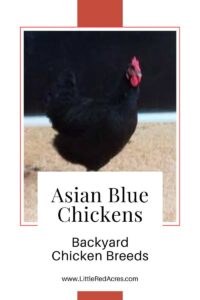 Backyard Chicken Breed: Asian Blue Chicken Breed
