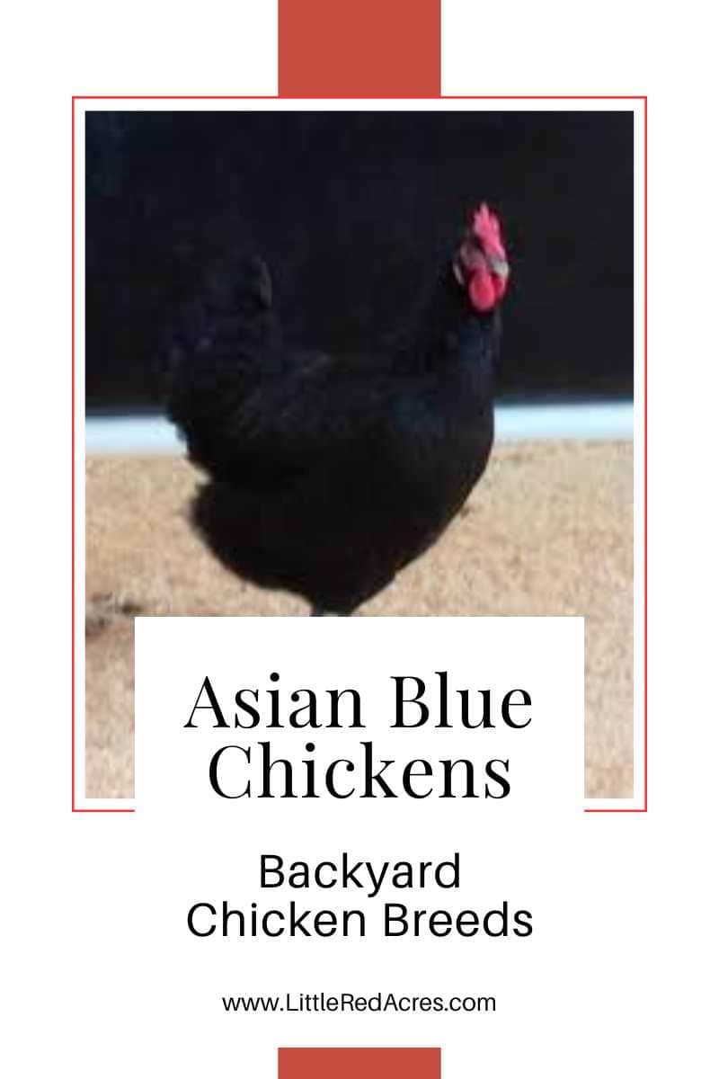 Backyard Chicken Breed: Asian Blue Chicken Breed