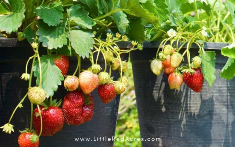 Are Strawberry Plants Perennials? How to Get Them Back