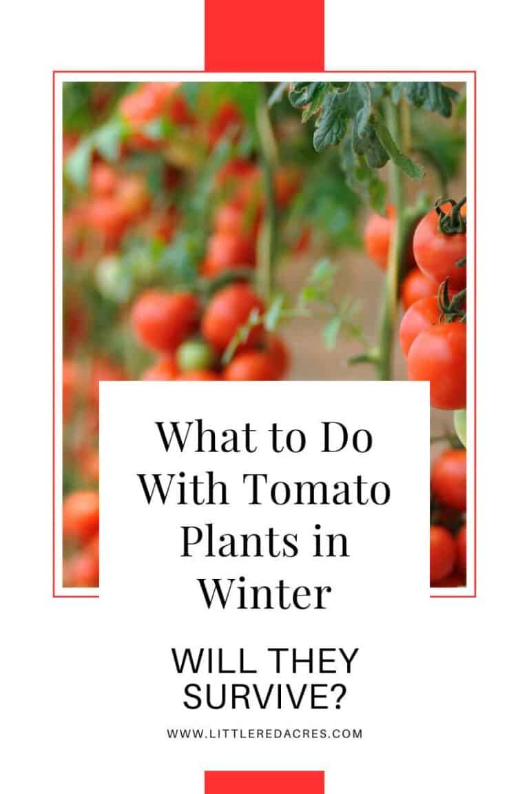 What to Do With Tomato Plants in Winter: Will They Survive?