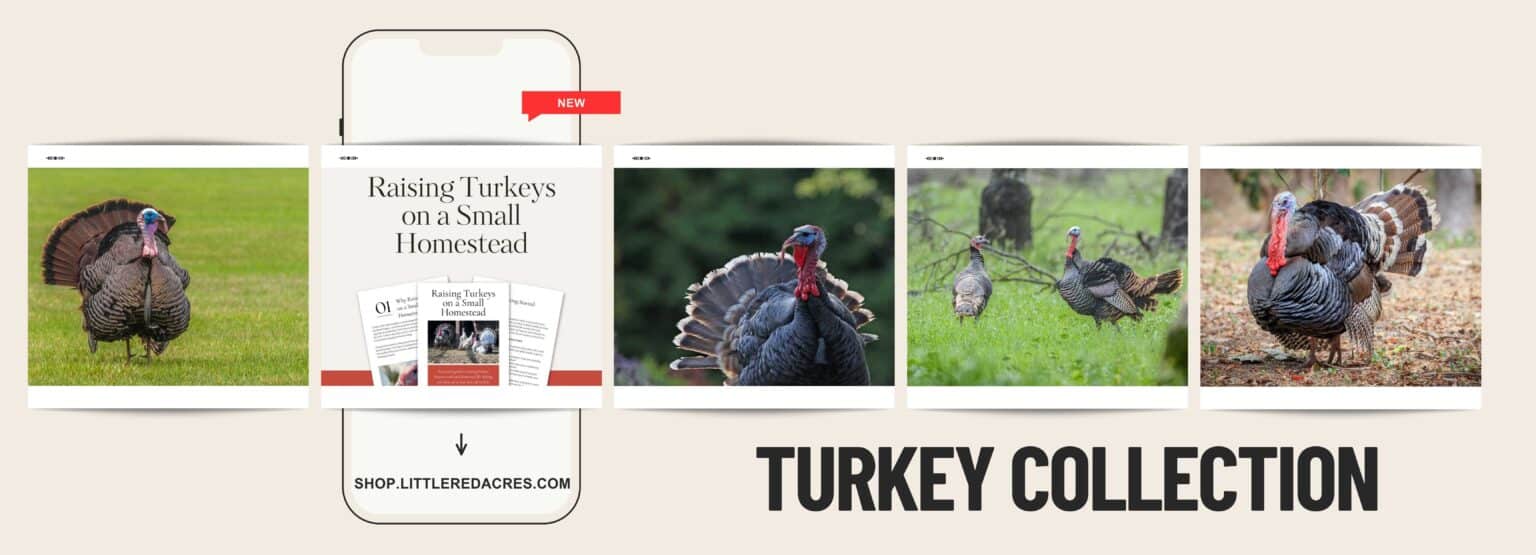 The Ultimate Guide to Feeding Turkeys on Your Homestead