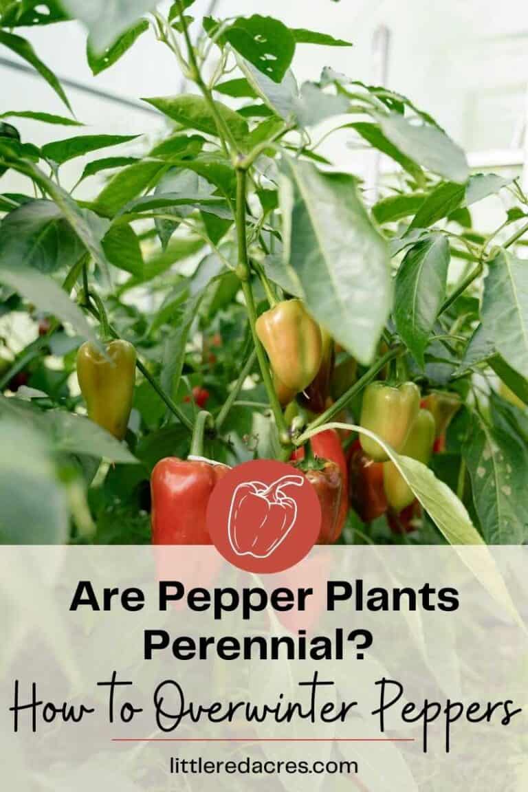 Are Pepper Plants Perennial? How to Overwinter Peppers