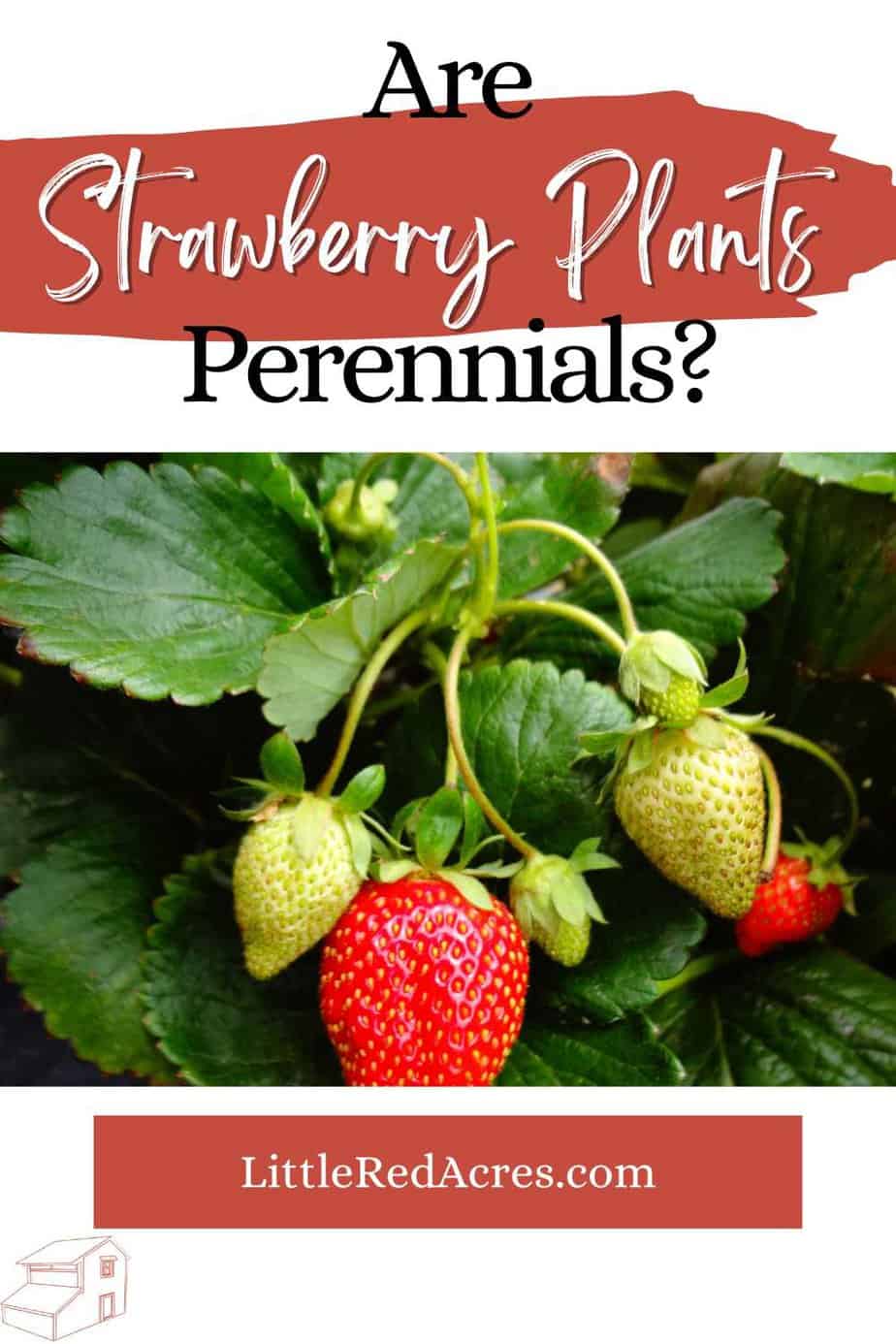 Are Strawberry Plants Perennials? How to Get Them Back