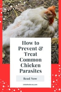 How to Prevent and Treat Common Chicken Parasites
