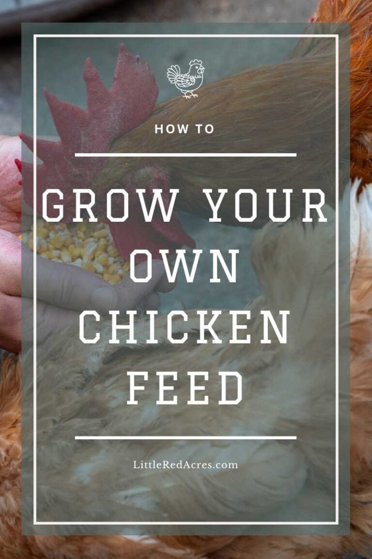 A Guide on How to Grow Your Own Chicken Feed